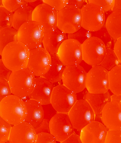 Perle de fruit – Kit Bubble Tea